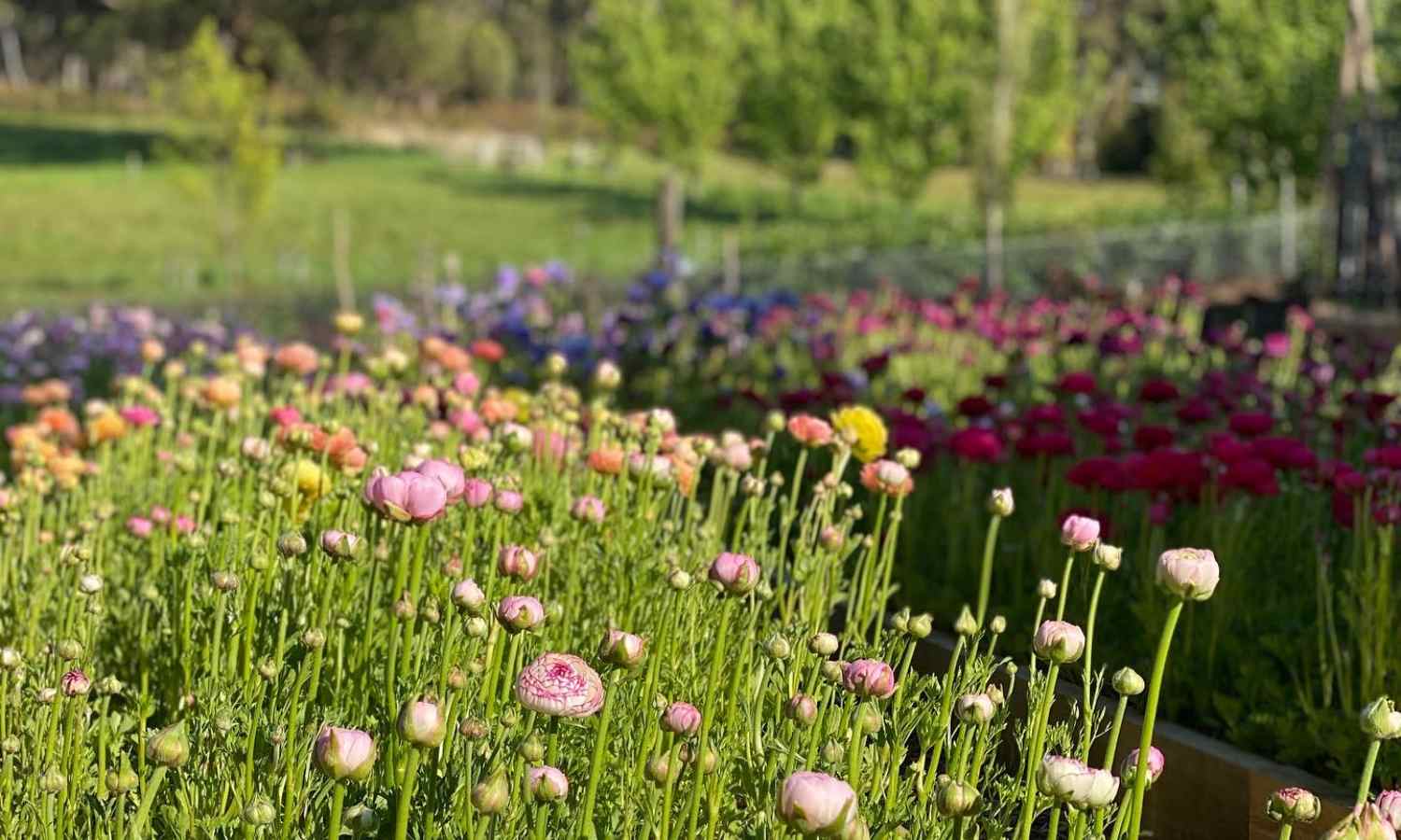 Small Flower Farm Australia | Best Flower Site